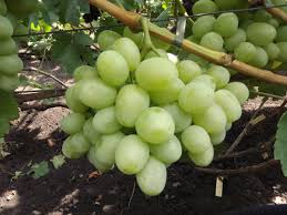 The table grape varieties | Hardy Persimmons